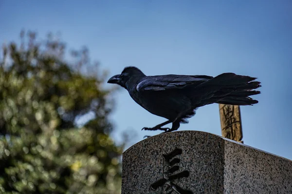 Japanese crow Stock Photos, Royalty Free Japanese crow Images ...