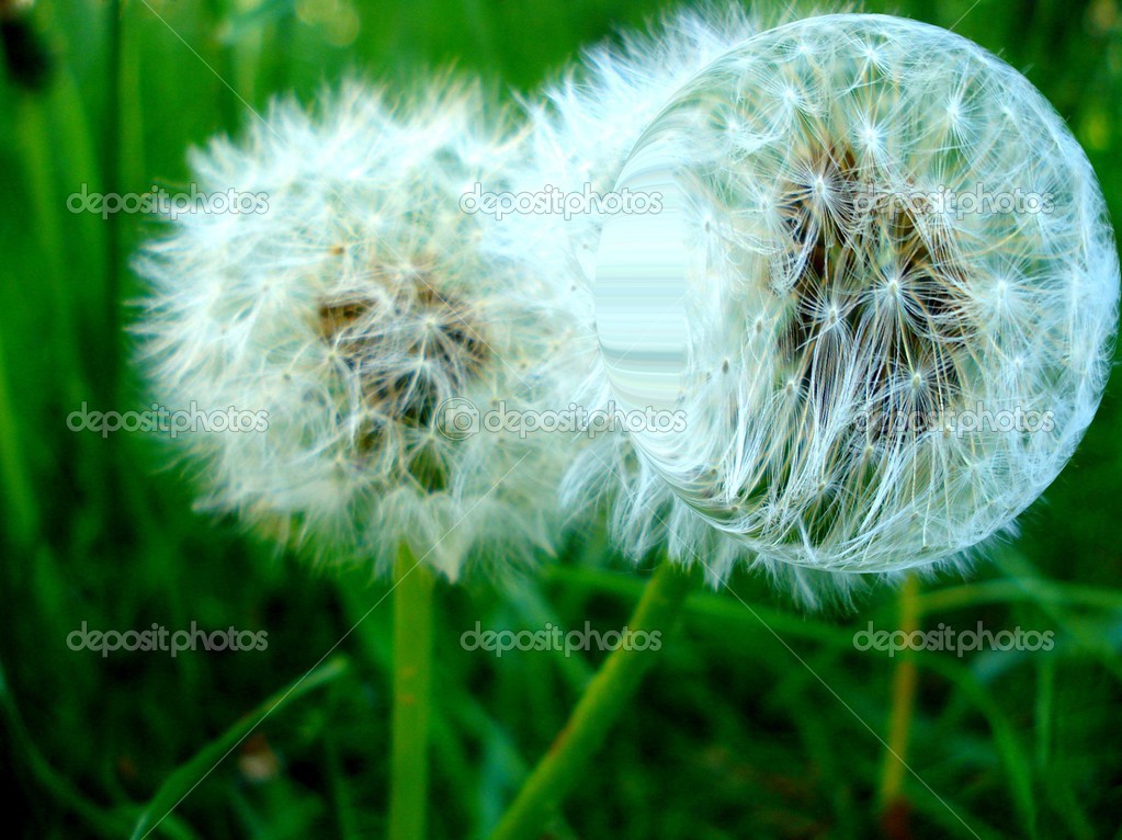Two dandelions on a grass background — Stock Photo © mariakarabella ...