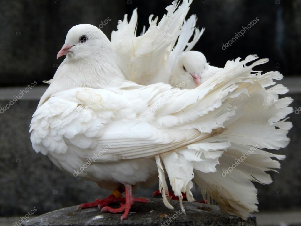 Two beautiful white doves sitting on a rock next to each other — Stock ...
