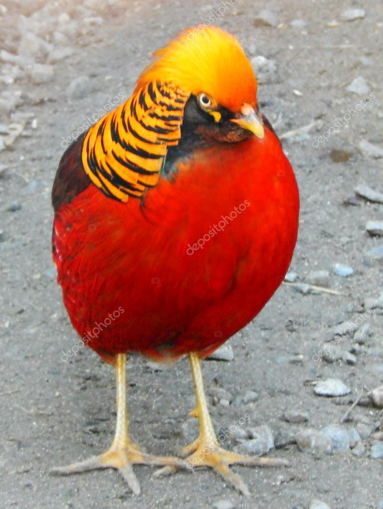 Hermoso pájaro exótico Faisán Dorado (Chrysolophus pictus) 2023