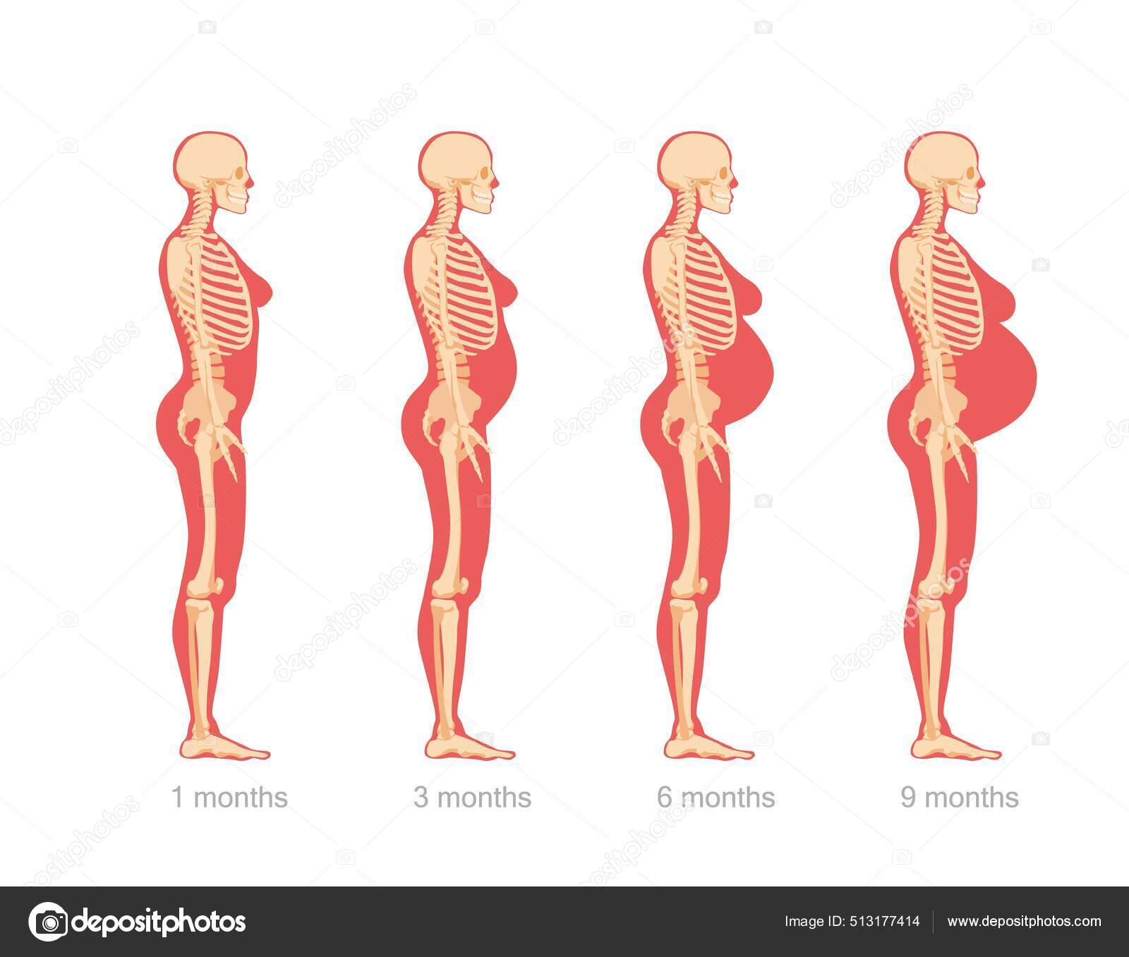 Tahapan pembesaran perut pada wanita hamil. Karakter wanita struktur ...