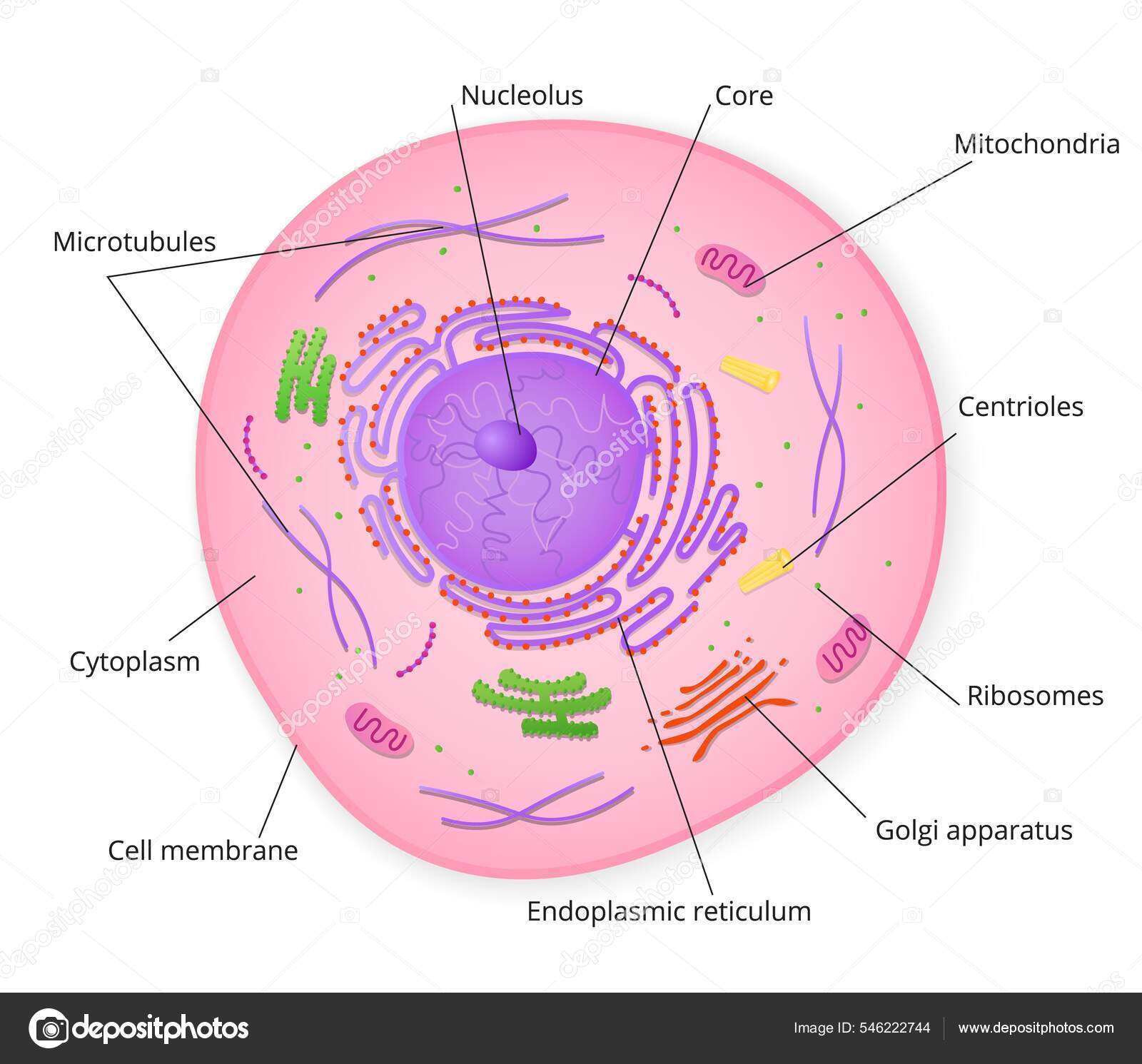 Dendritic Cells Structure