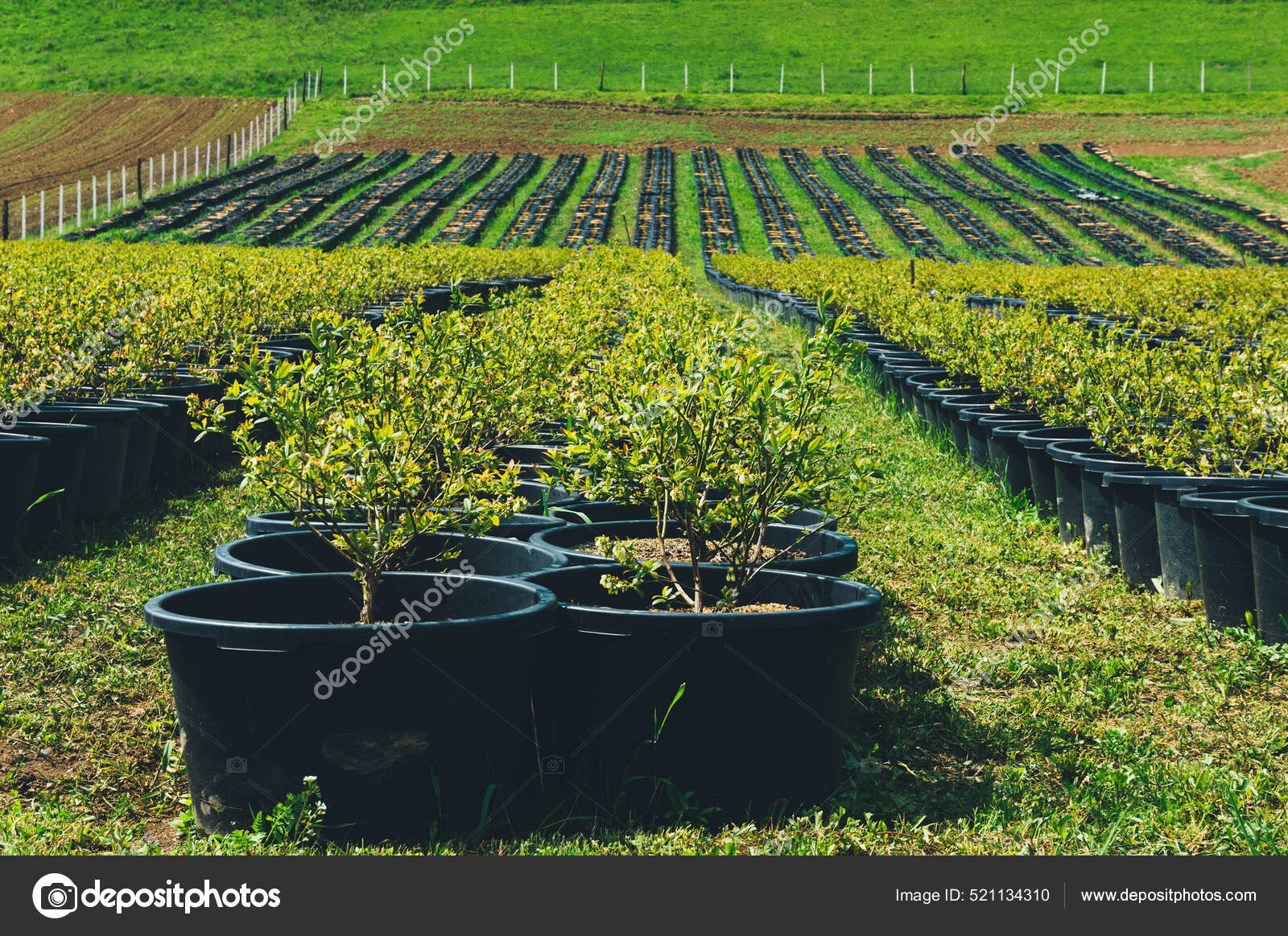 Picture Trees Plantation Natural Background Stock Photo by ©razyphoto ...