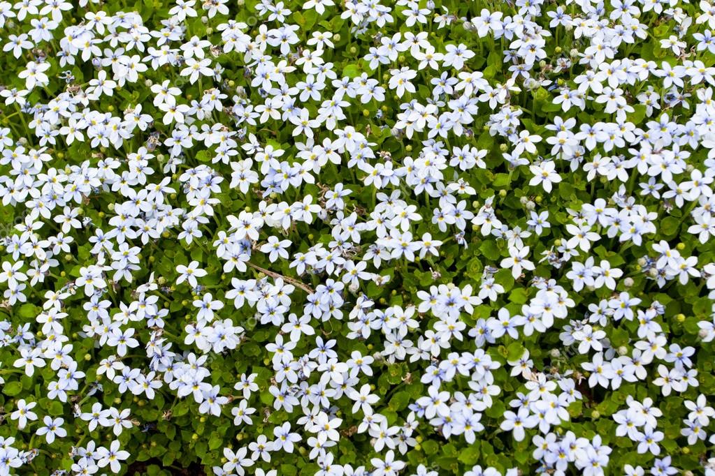 Flores de trébol blanco y hojas verdes de cerca 2022
