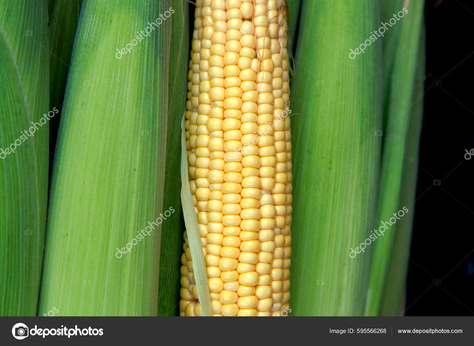 Growing Corn Nature Ripe Corn Field Ready Harvest Concept Nutrition ...