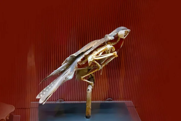 Insect specimen Stock Photos, Royalty Free Insect specimen Images ...