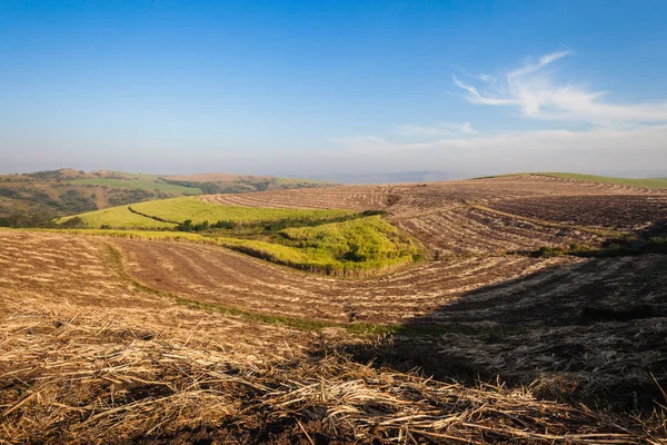 Cane field Images - Search Images on Everypixel