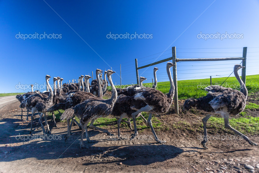 Ostrich Flock Farming Stock Photo by ©ChrisVanLennepPhoto 38265469