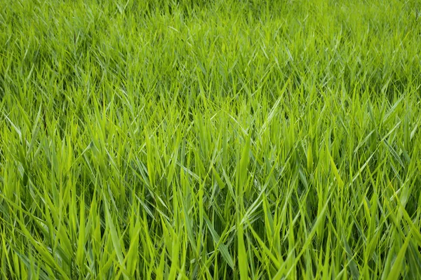 Gras Stock Photos, Royalty Free Gras Images | Depositphotos