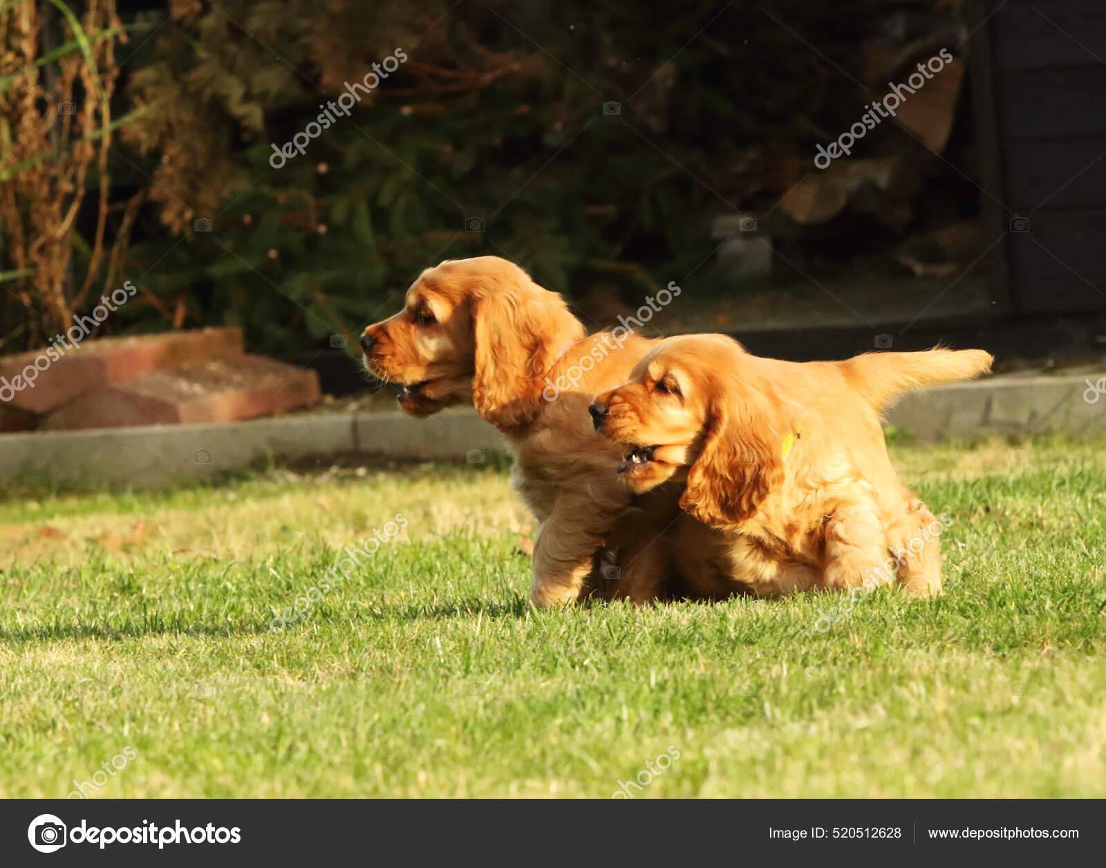 Small Cocker Spaniel Puppies