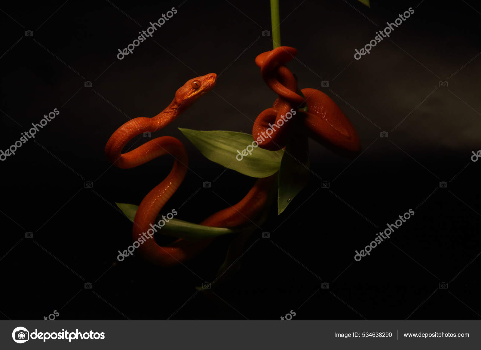 Black And Red Snake Wallpaper