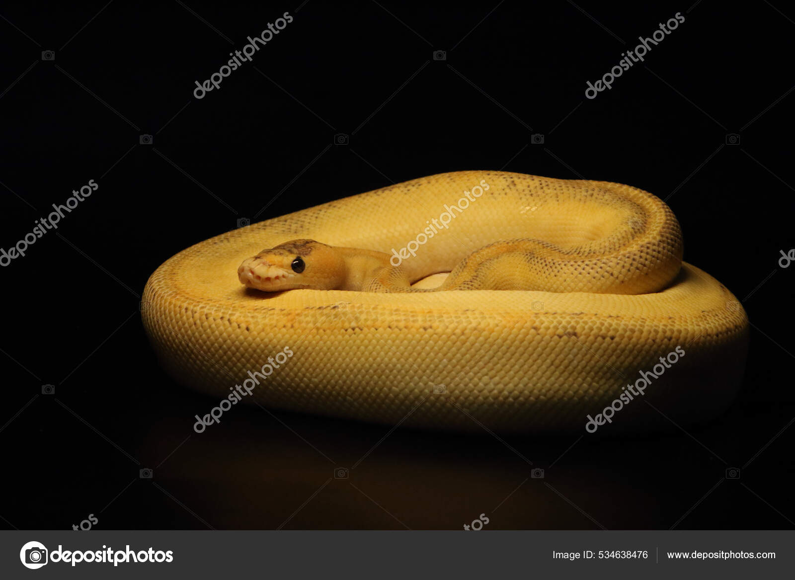 Fire Pastel Ball Python