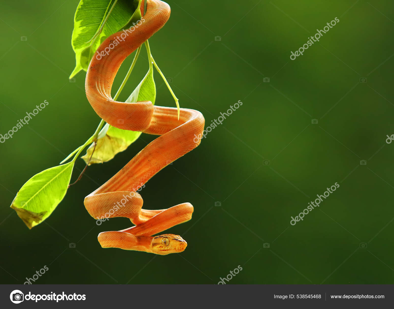 Amazon Tree Snake