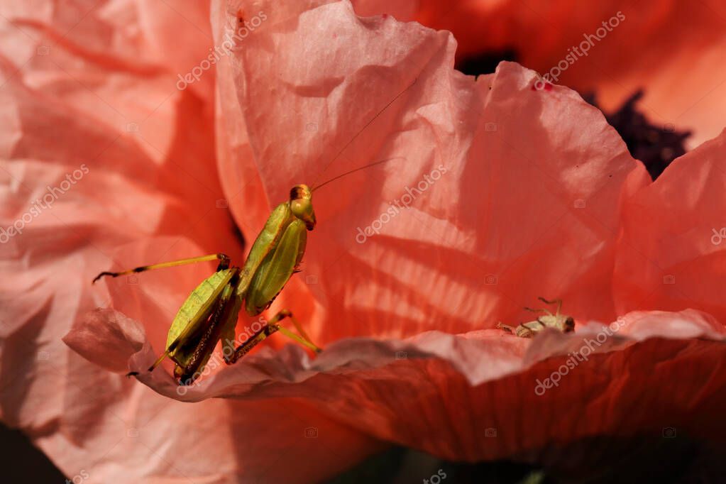 Mantis de la familia Sphondromantis (Spondromantis viridis) acechando ...