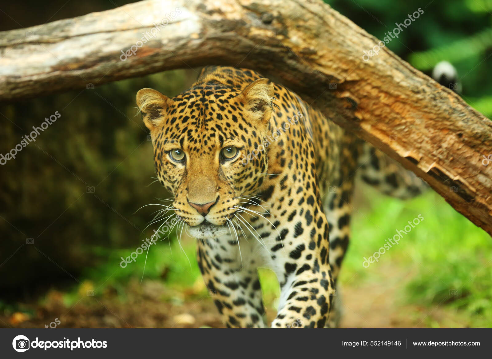 Javan Leopard