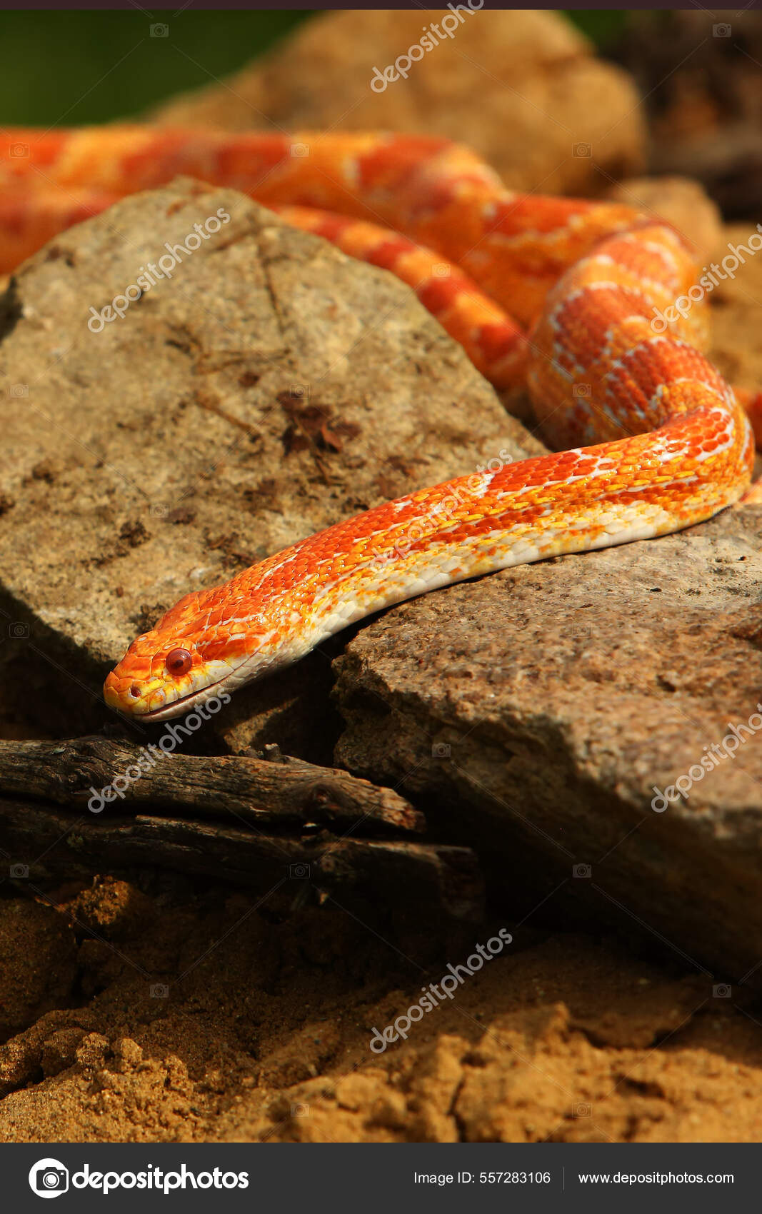Fluorescent Orange Corn Snake