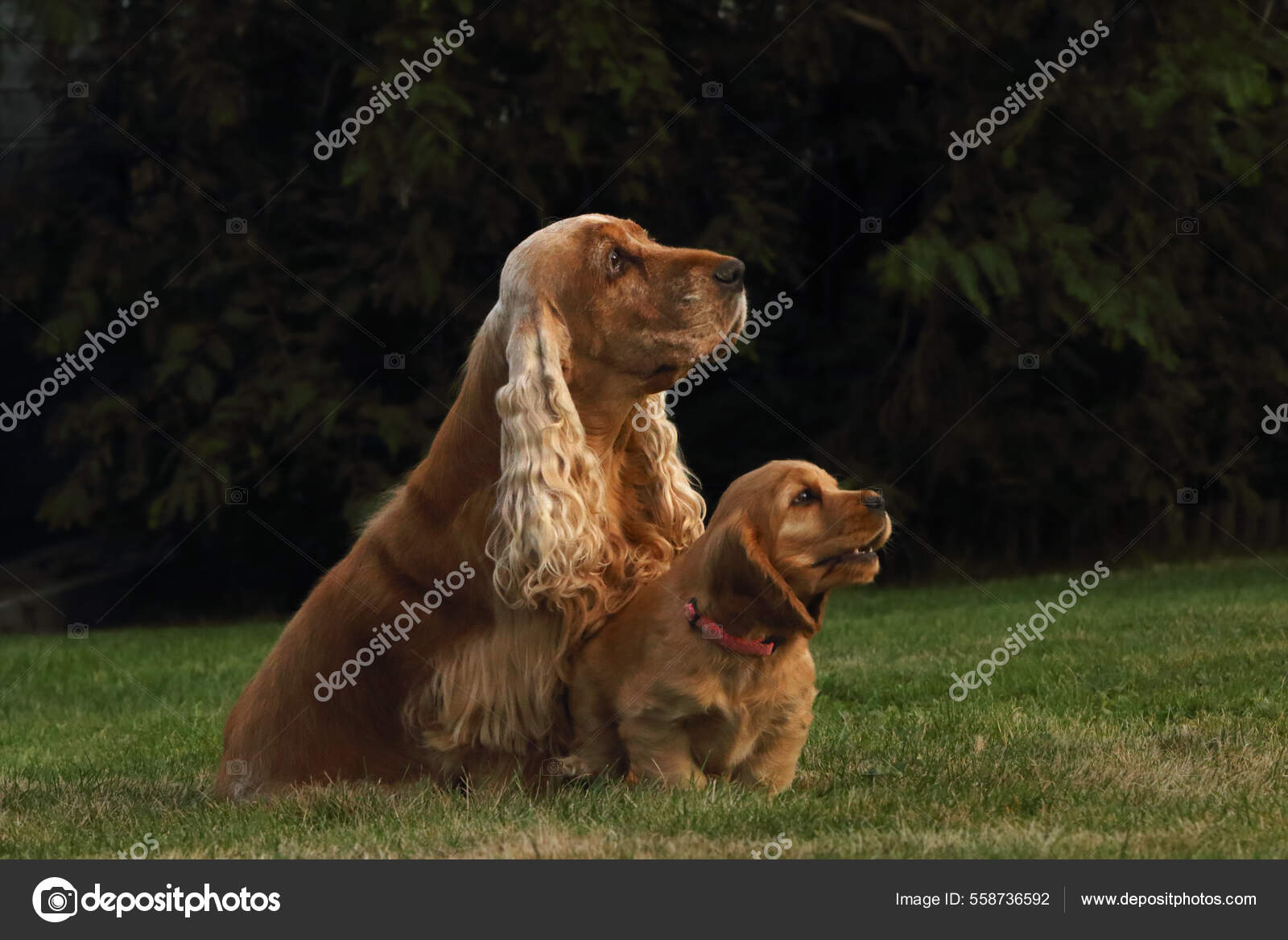 Red English Cocker Spaniel Puppies