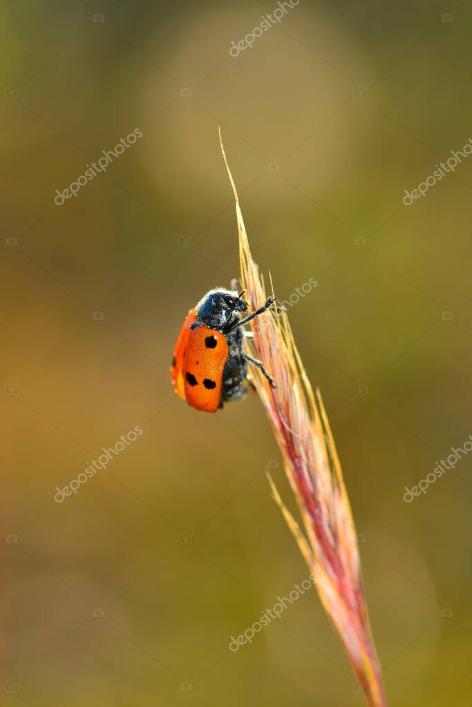 Mariquita o Coccinellidae a punto de empezar a volar. Los coccinélidos son una familia de ...
