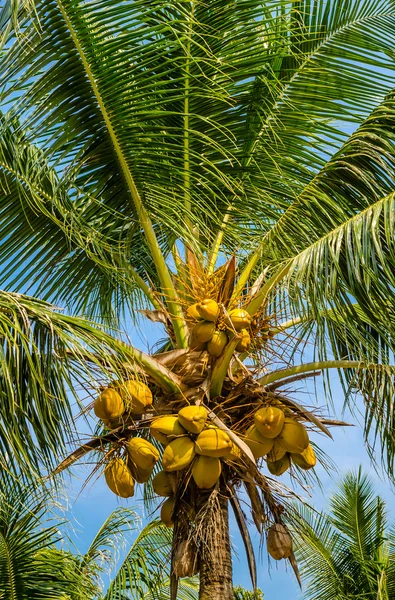 Coconut, coco palm tree Stock Photo by ©ilfede 12084057