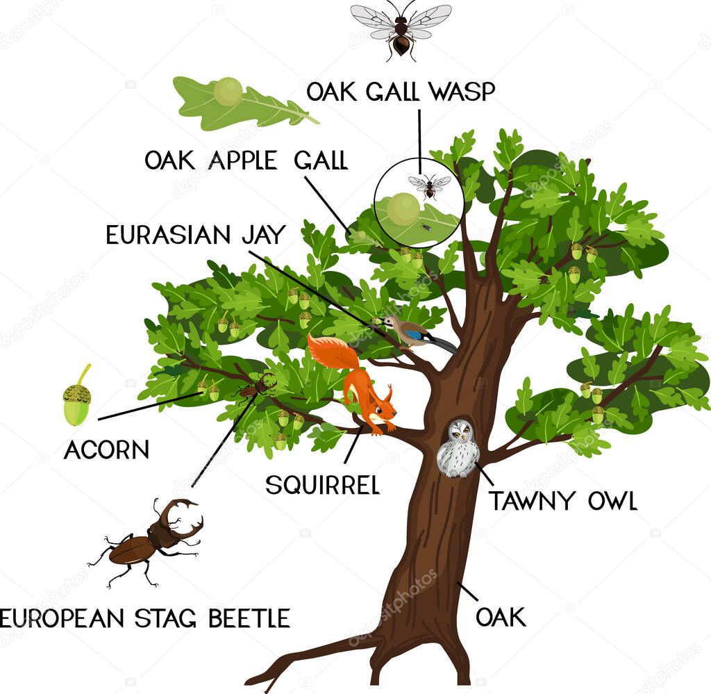 Ecosistema de robles. Animales e insectos asociados con el roble ...