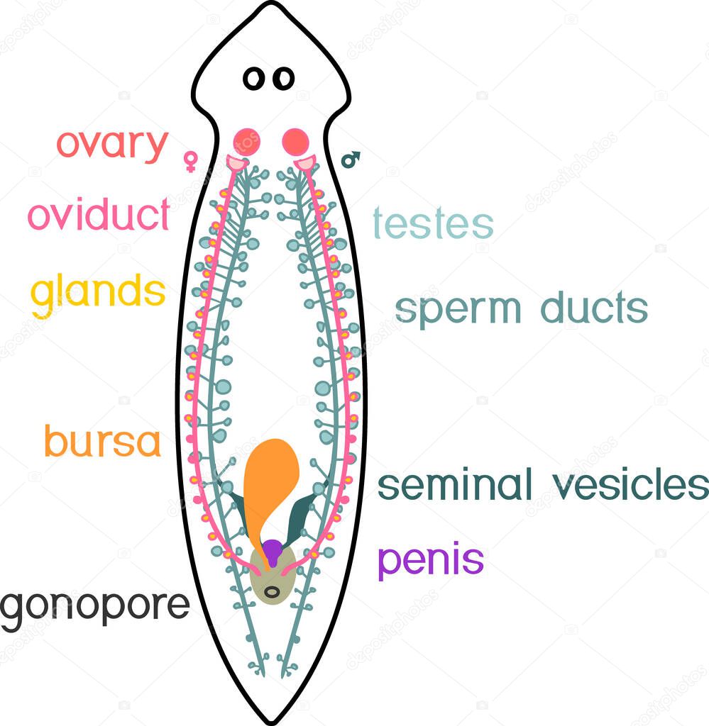 Sistema reproductivo de planaria (gusano plano) aislado sobre fondo ...
