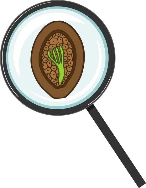 Chloroplast Structure Magnifying Glass Isolated White Background Stock ...