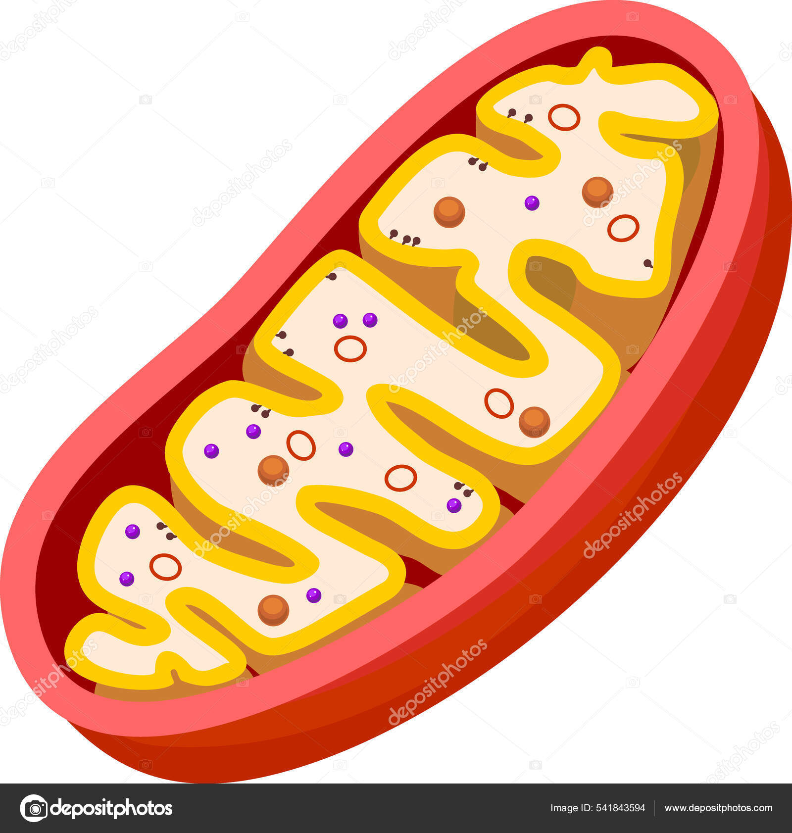 Diagrama De Mitocondrias Sin Etiquetar Mitocondrias: Función Y
