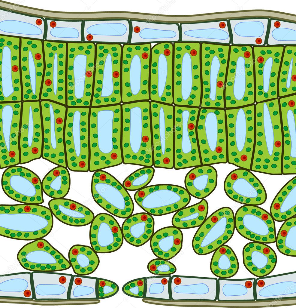 Diagrama seccional de la estructura de las hojas de plantas. Corte ...