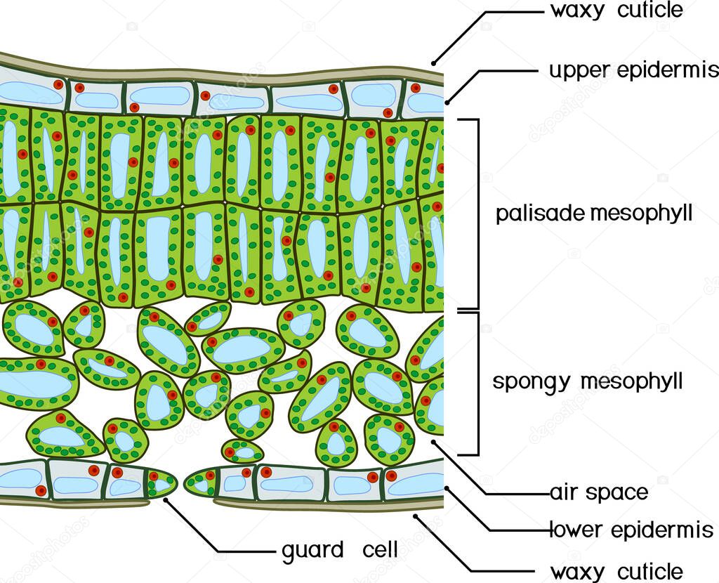 Diagrama seccional de la estructura de las hojas de plantas. Corte ...