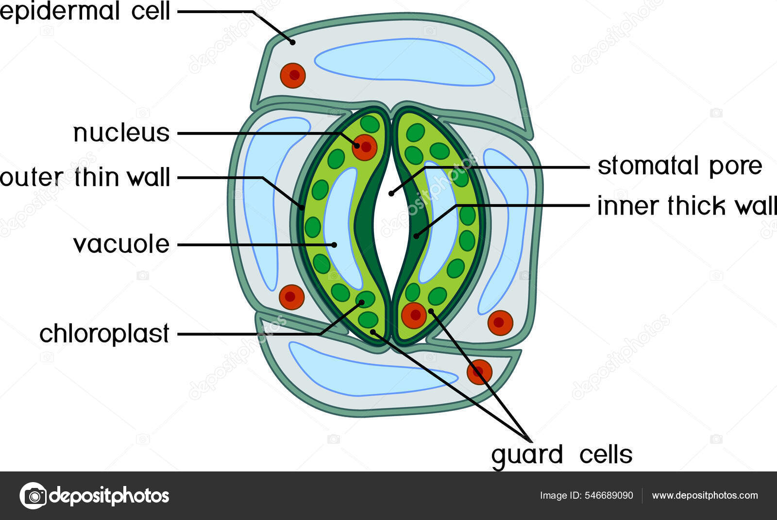 Estrutura Complexo Estomático Com Estoma Aberto Isolado Sobre Fundo ...