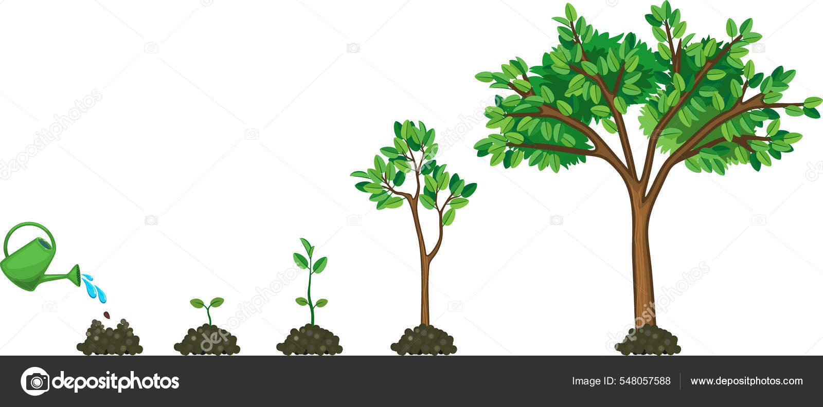 Ciclo De Vida Del Arbol