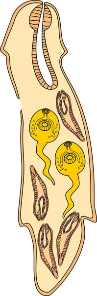 Coloring Page Miracidium Sheep Liver Fluke Fasciola Hepatica Isolated ...