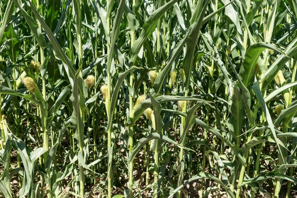 Corn field close up. Close up of corn on the cob in a field - Stock ...