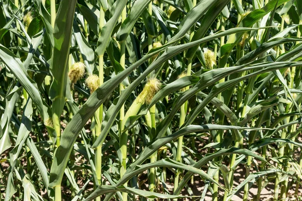 Corn field close up. Close up of corn on the cob in a field - Stock ...
