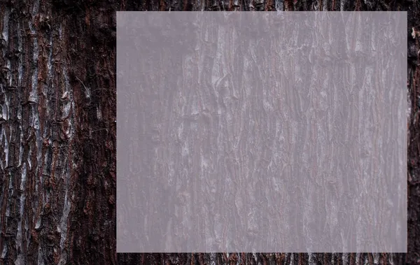 2,000,000+ imágenes de Splinters hides f0 9f 87 ba f0 9f 87 b8 email ...