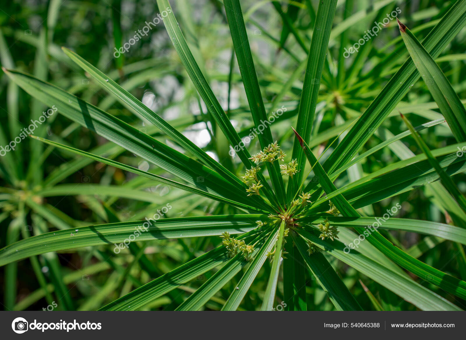 Cyperus Aromaticus