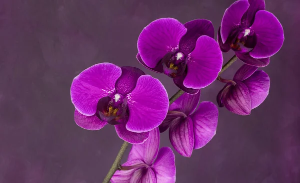 Orchids background Stock Photos, Royalty Free Orchids background Images ...