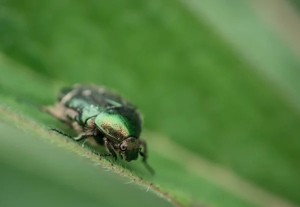 Green entomology images libres de droit, photos de Green entomology ...