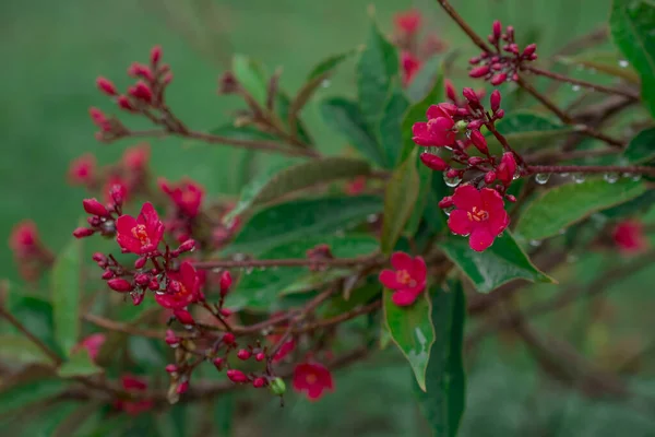Huckleberry flower Stock Photos, Royalty Free Huckleberry flower Images ...