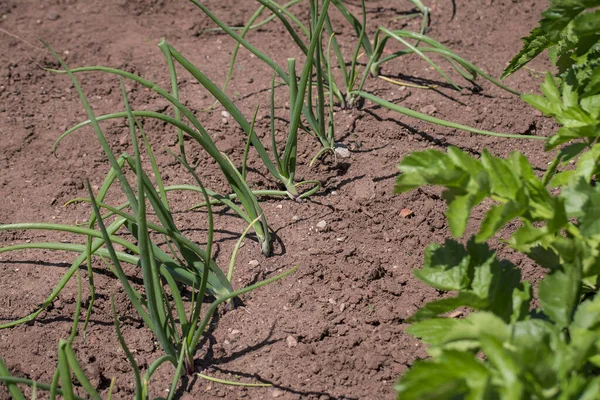Imágenes de Planta de cierre libres de derechos | Depositphotos