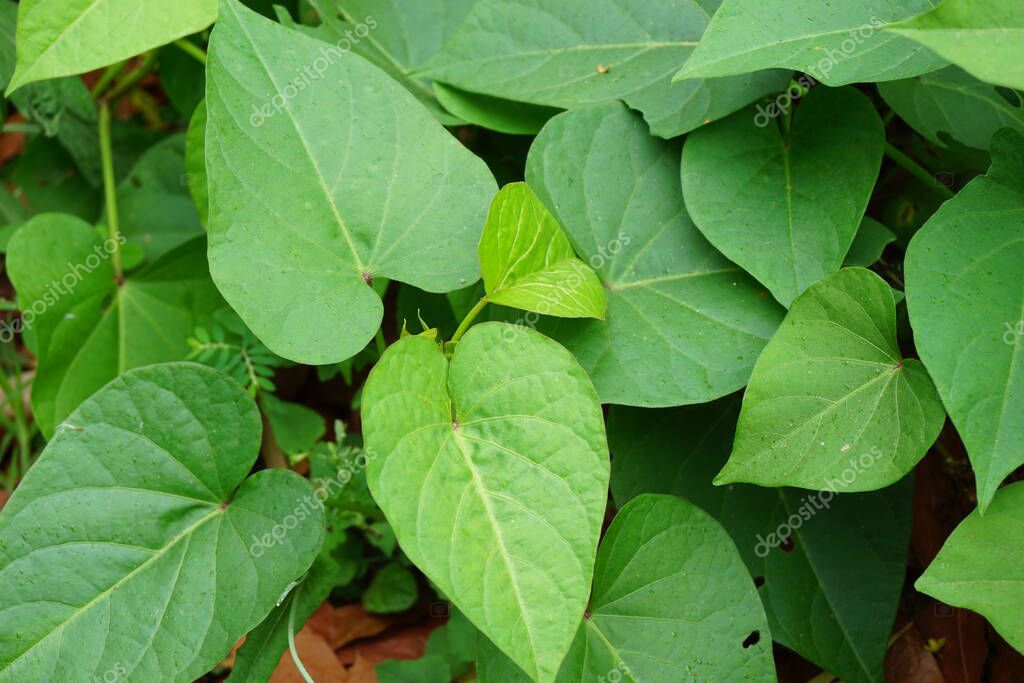 Las batatas dejan en la naturaleza. Las hojas de batata son de tamaño ...