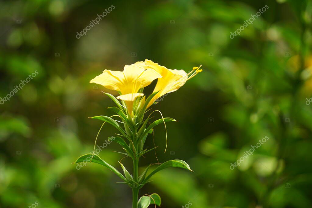 Barleria prionitis (Barleria prionitis, Prionitis hystrix, bunga landak ...