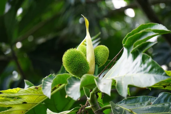 Katahar Stock Photos, Royalty Free Katahar Images | Depositphotos