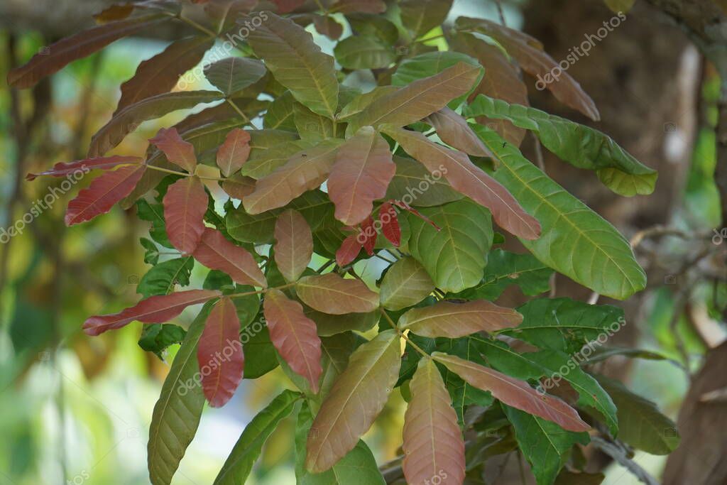 Schleichera oleosa (también llamado árbol de goma-lac, lac indio, lac ...