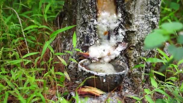 2,017 Extraction process Stock Videos, 4K & HD Footage | Depositphotos