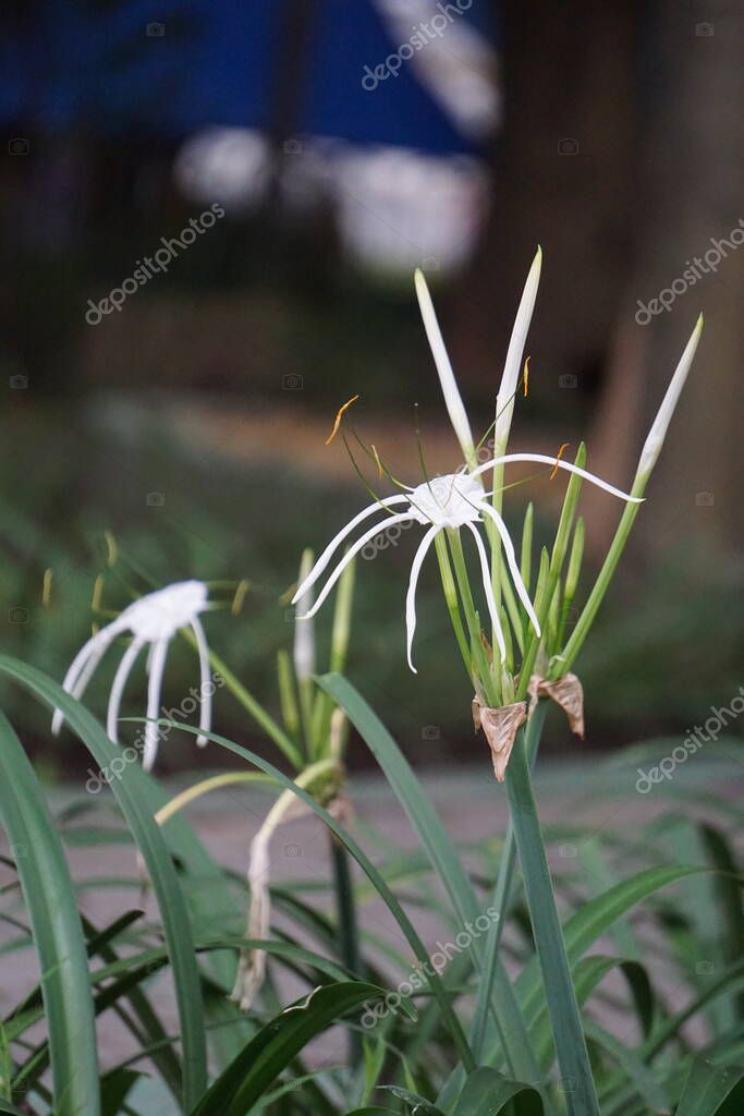 Texan Spider Lily flor en la naturaleza. La planta con la flor blanca 2024