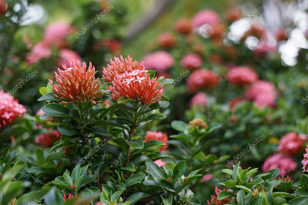 Jazm n de las Indias Occidentales (tambi n llamado ixora, llama de la selva, geranio de la selva ...