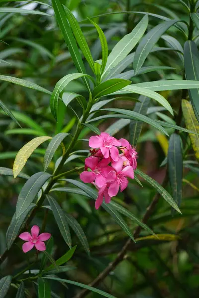 Nerium oleander (también llamado oleander, nerium, bunga mentega, bunga ...