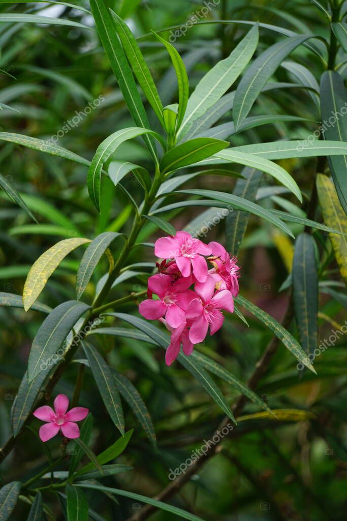Nerium oleander (también llamado oleander, nerium, bunga mentega, bunga ...