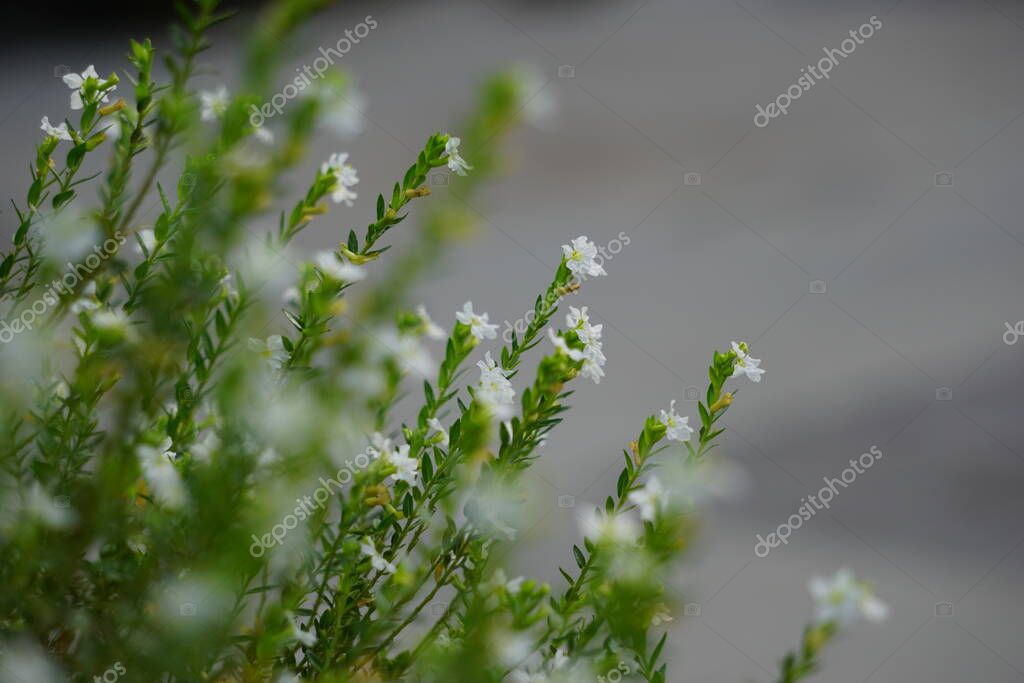 Cuphea hyssopifolia (tambi n llamado falso brezo, brezo mexicano, brezo ...